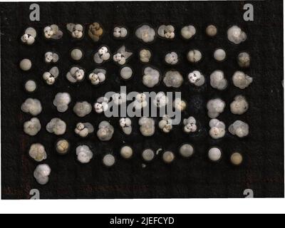 Globigerinoides sacculifer (Brady, 1877 Stock Photo - Alamy