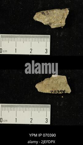 Heliolites spongiosus Foerste, 1906 Stock Photo - Alamy