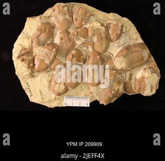 Homotelus bromidensis Esker Stock Photo - Alamy