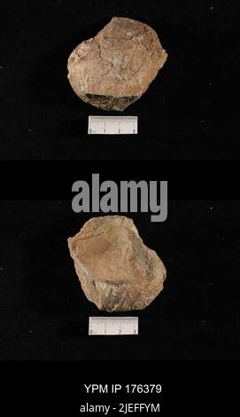 Streptorhynchus kempei Andersson, 1914 Stock Photo - Alamy