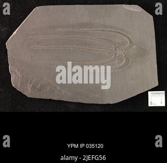 Furcaster palaeozoicus Sturtz Stock Photo - Alamy
