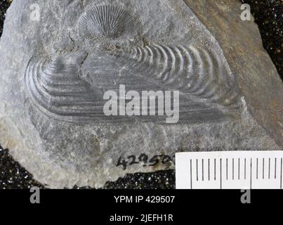 Orthonota undulata Conrad Stock Photo - Alamy