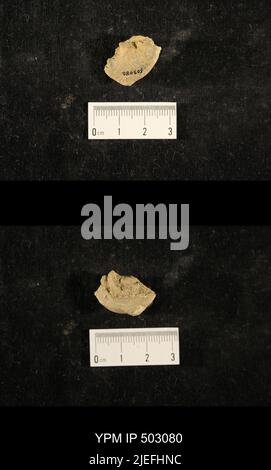 Crania modesta White & St. John, 1868 Stock Photo - Alamy