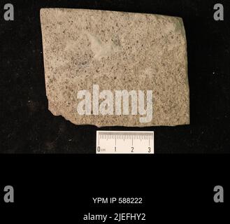 Leptobolus lepis Hall Stock Photo - Alamy