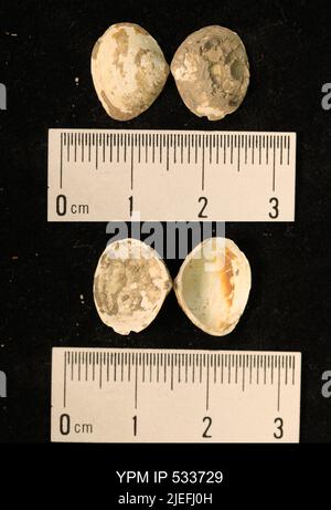 Macoma groenlandica (Beck, 1841 Stock Photo - Alamy