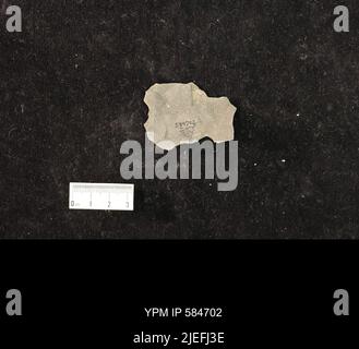 Clonograptus rigidus (Hall Stock Photo - Alamy