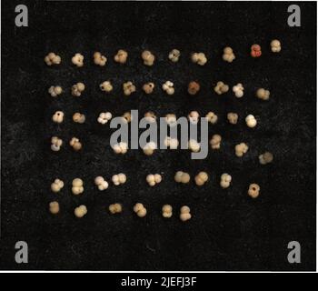 Trilobatus sacculifer (Brady, 1877 Stock Photo - Alamy