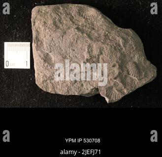 Cardiola retrostriata (von Buch, 1832 Stock Photo - Alamy