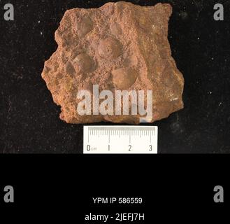 Syntrophina primordialis (Whitfield, 1878 Stock Photo - Alamy