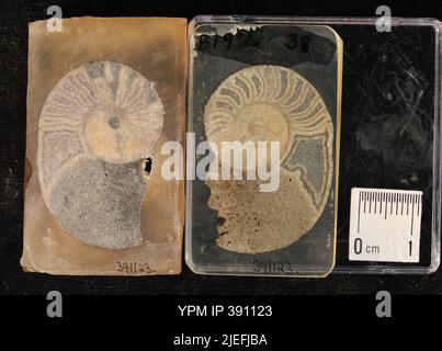 Scaphites whitfieldi Cobban Stock Photo - Alamy