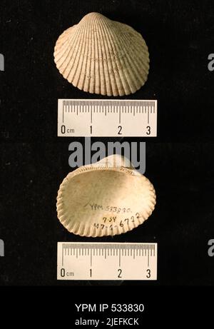 Arca transversa Say Stock Photo - Alamy