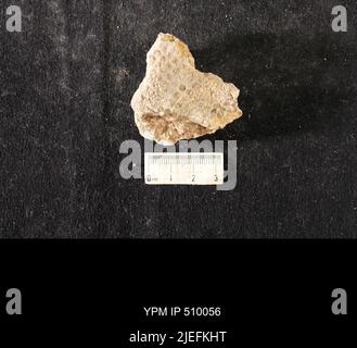 Receptaculites oweni Hall Stock Photo - Alamy