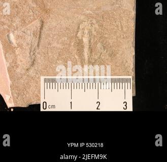 Elrathia kingi (Meek Stock Photo - Alamy