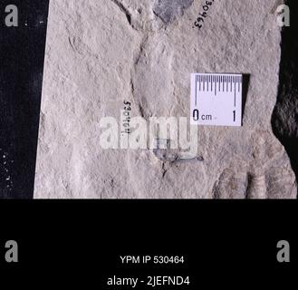 Castericystis vali Ubaghs & Robison, 1985 Stock Photo - Alamy