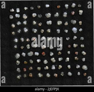 Globigerinoides ruber (d'Orbigny, 1839 Stock Photo - Alamy