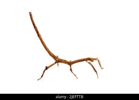 stick insect Achrioptera manga in front of white background Stock Photo ...