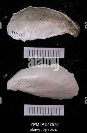 Modiola modiolus (Linnaeus, 1758 Stock Photo - Alamy