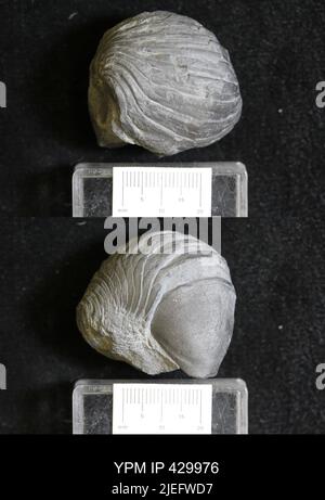 Dipleura dekayi Green Stock Photo - Alamy