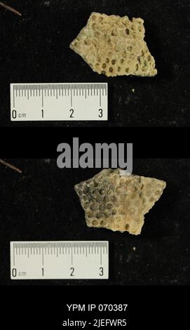 Heliolites spongiosus Foerste, 1906 Stock Photo - Alamy