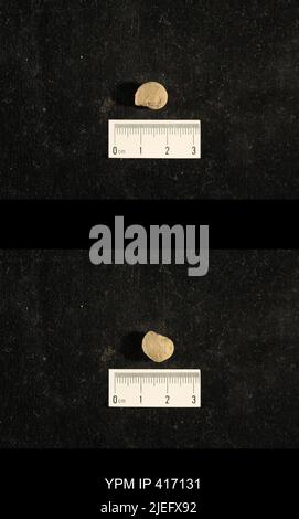 Euphemites carbonarius (Cox, 1857 Stock Photo - Alamy