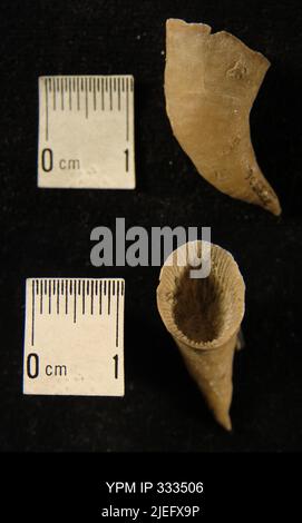 Zaphrentis cf. conulus (Rominger, 1876 Stock Photo - Alamy