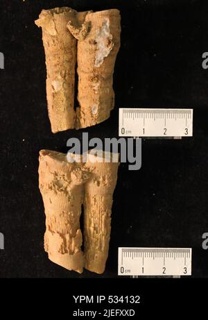 Lithostrotion proliferum Hall Stock Photo - Alamy