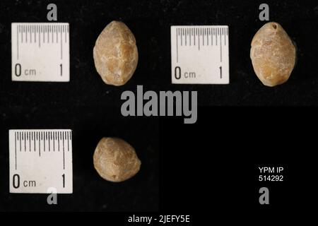 Dielasma breviplicatum Waagen, 1884 Stock Photo - Alamy