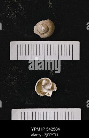 Moon Snails (Naticidae) Mollusca Stock Photo - Alamy