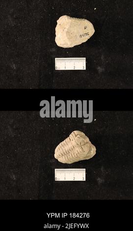 Calymene niagarensis Hall Stock Photo - Alamy