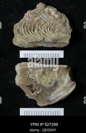 Gryphaea mucronata Gabb Stock Photo - Alamy