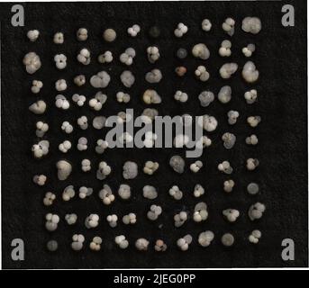 Globorotalia tumida (Brady, 1877 Stock Photo - Alamy