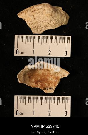 Mya truncata Linnaeus, 1758 Stock Photo - Alamy