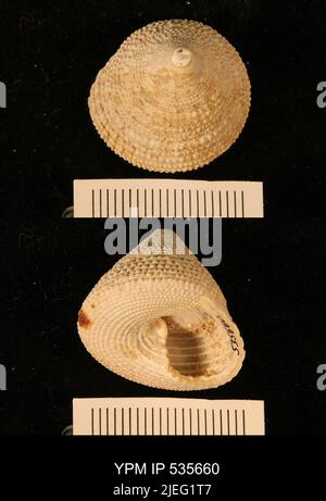 Top Snails (Trochidae) Mollusca Stock Photo - Alamy