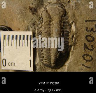 Eldredgeops rana (Green Stock Photo - Alamy