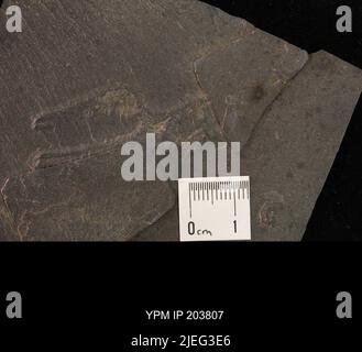 Furcaster palaeozoicus Sturtz Stock Photo - Alamy