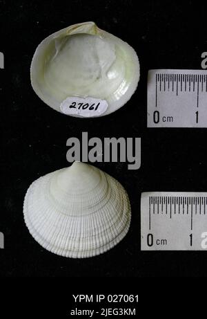 Codakia (Codakia) orbicularis Linnaeus Stock Photo - Alamy