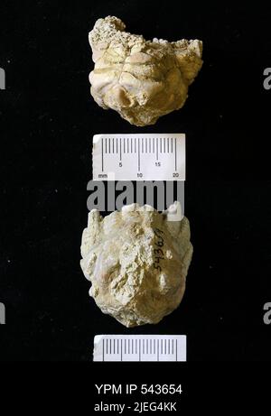 Eupachycrinus sp. Gurley & Miller, 1890 Stock Photo - Alamy