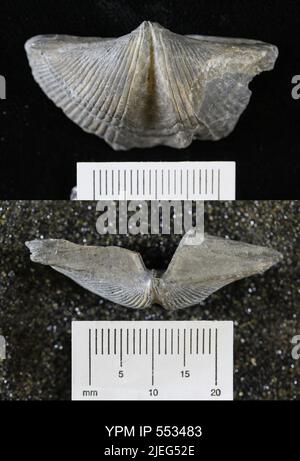 Spirifer audacula Conrad, 1842 Stock Photo - Alamy