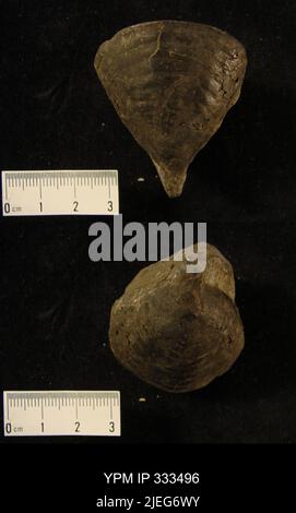 Trimerus, a fossil trilobite Stock Photo - Alamy