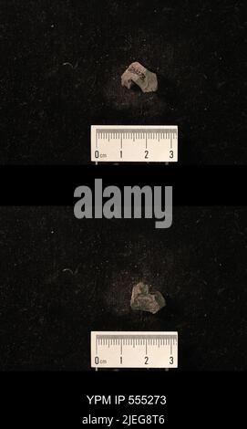 Productus cora d'Orbigny Stock Photo - Alamy