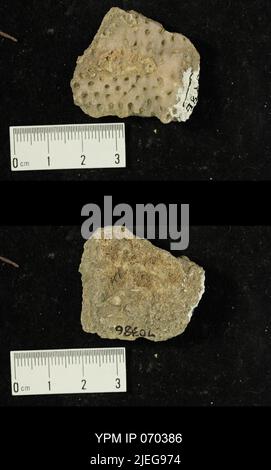 Heliolites spongiosus Foerste, 1906 Stock Photo - Alamy