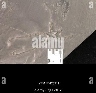 Furcaster palaeozoicus Sturtz Stock Photo - Alamy
