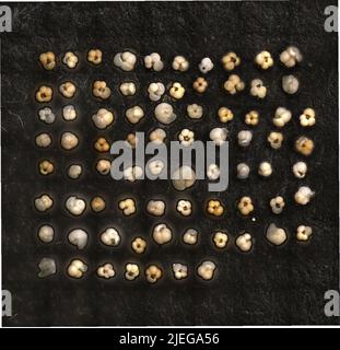 Globigerina bulloides d'Orbigny, 1826 Stock Photo - Alamy