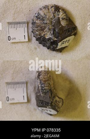 Jeletzkytes spedeni Landman & Waage Stock Photo - Alamy