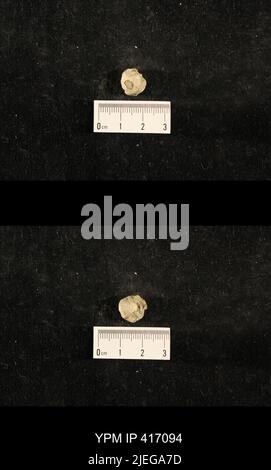 Euphemites carbonarius (Cox, 1857 Stock Photo - Alamy