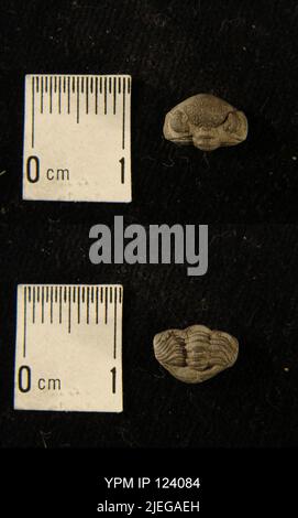 Phacops rana (Green Stock Photo - Alamy