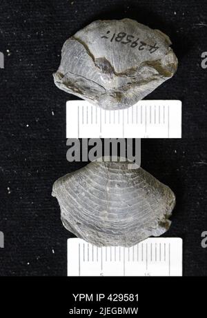 Athyris spiriferoides Eaton Stock Photo - Alamy