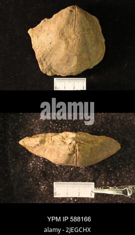 Pentamerus oblongus (Sowerby Stock Photo - Alamy