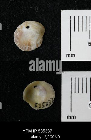 Anomia simplex d'Orbigny, 1853 Stock Photo - Alamy