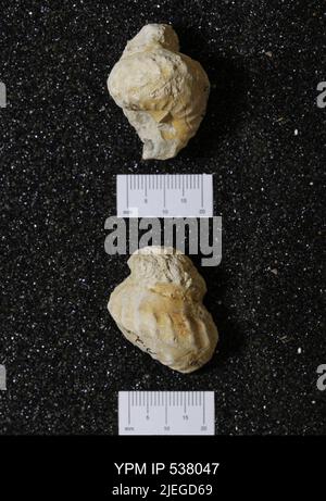 Mariella (Wintonia) bosquensis (Adkins, 1920 Stock Photo - Alamy